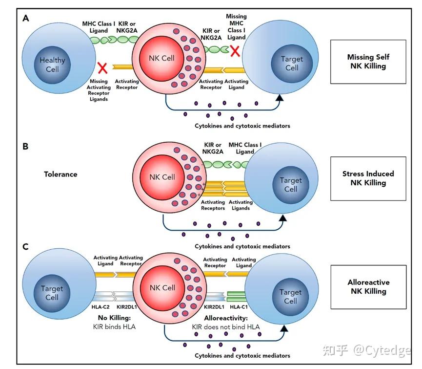 NK细胞的HLA和KIR的配型_kir 单体型-CSDN博客