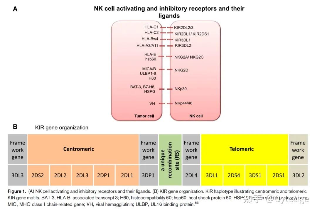 NK细胞的HLA和KIR的配型_kir b型-CSDN博客