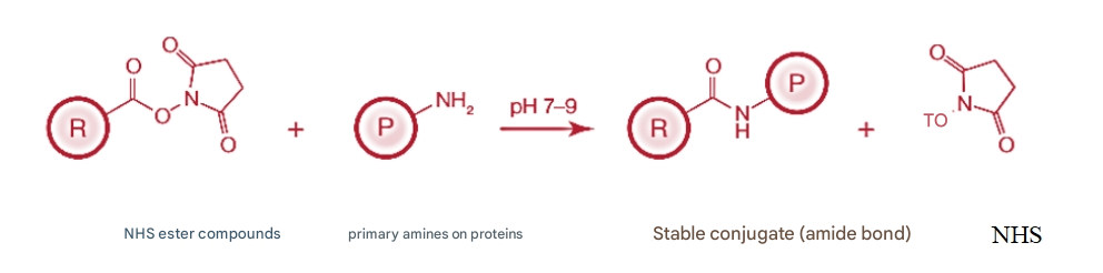 Antibody/Protein Labeling Dyes Selection Guide and FAQs_dye antibody ...