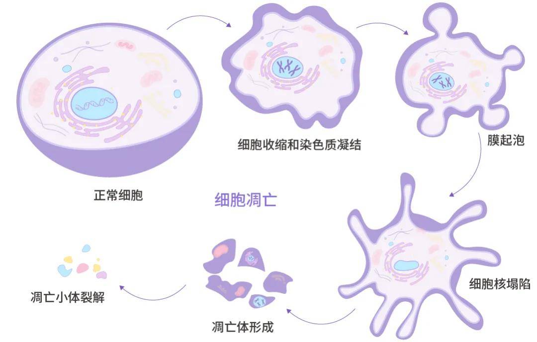 细胞凋亡的流式检测？实验步骤+结果解读，速戳！ | MCE_jc-1流式-CSDN博客