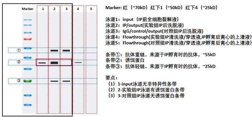 一文读懂 | IP-WB的实验流程和结果解析_ip-wb实验-CSDN博客