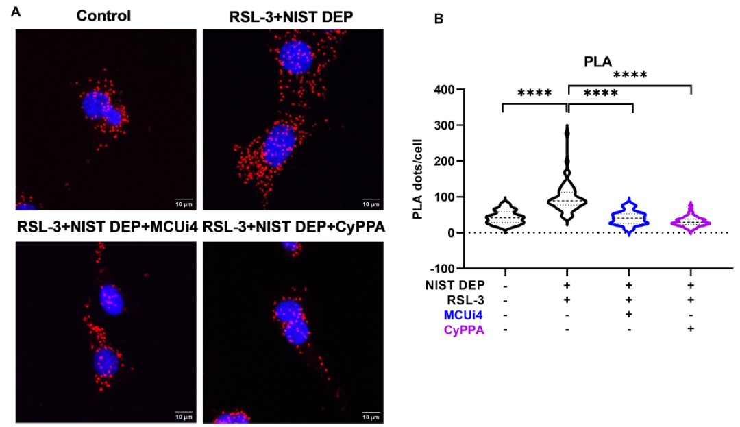 【文献速递】邻位连接技术（PLA）在细胞器相互作用中的应用_邻位连接技术pla技术-CSDN博客