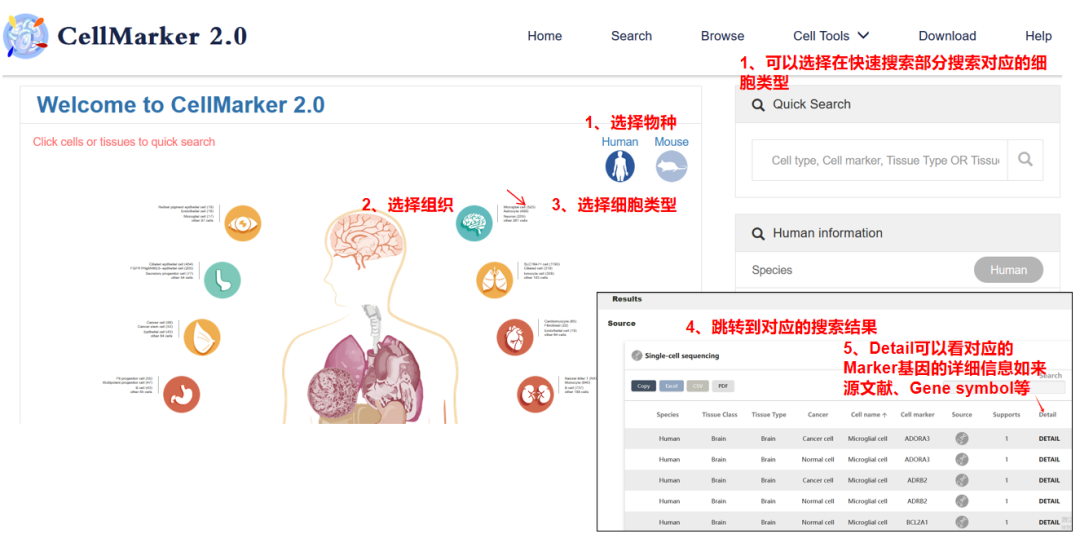用好这三款Marker基因数据库，让你的单细胞研究事半功倍！_cellmarker2.0-CSDN博客