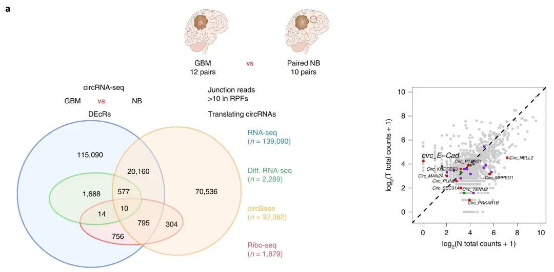 Ribo-seq+多组学：解码基因表达的“隐藏维度”_lace-seq和ribose比较-CSDN博客