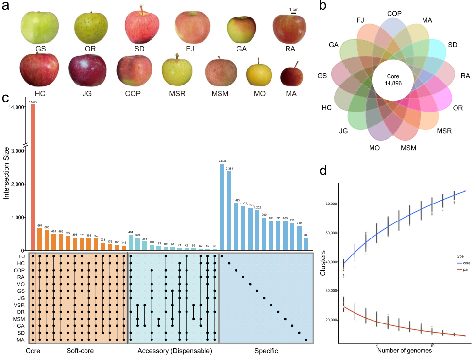 水果泛基因组文章盘点和解析_haplotype-resolved 泛基因组-CSDN博客