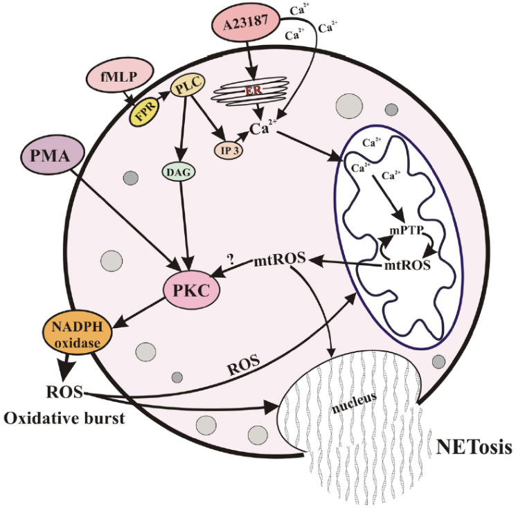 NETosis：中性粒细胞胞外陷阱的机制解析与肿瘤研究价值-CSDN博客