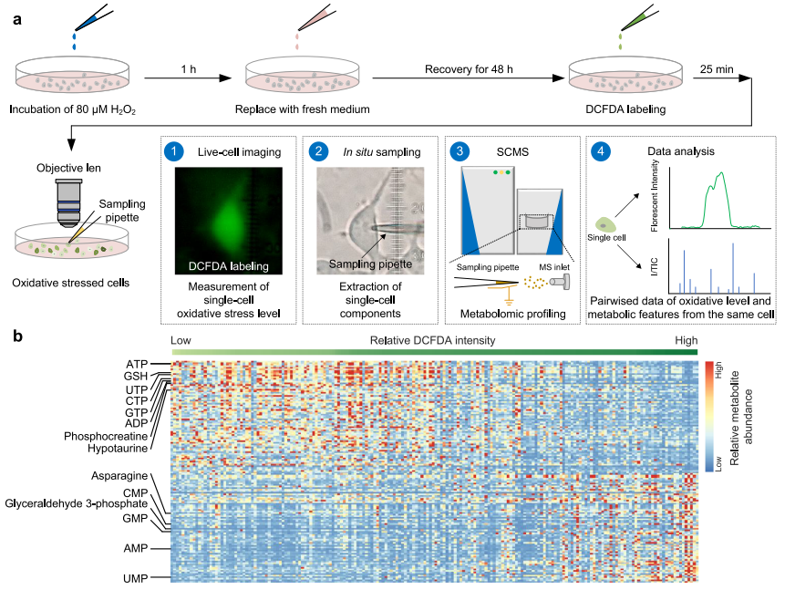 nat. commun.｜单细胞代谢 “黑科技”！破解细胞衰老密码，线虫竟成最大赢家？_metabolic heterogeneity and nature communications-CSDN博客