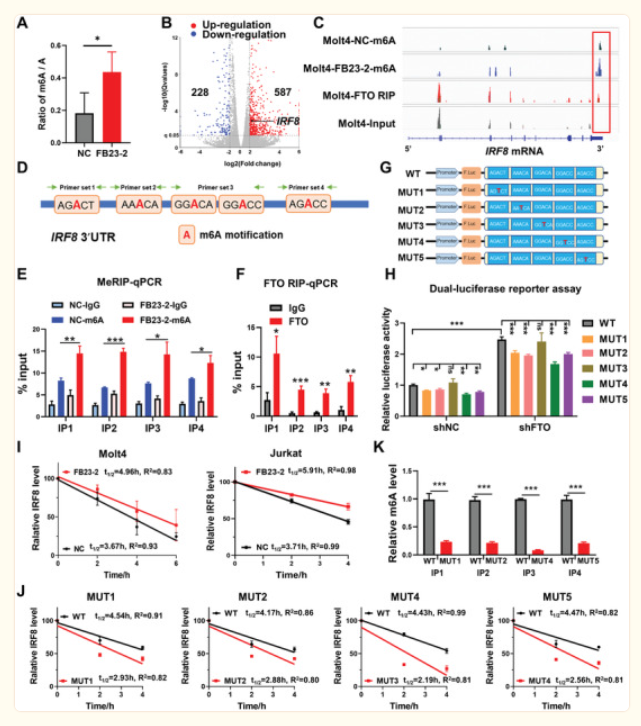 AbMole| 探索T细胞急性淋巴细胞疾病：m6A 修饰对 IRF8 的调控及作用机制_pik3r5下调-CSDN博客