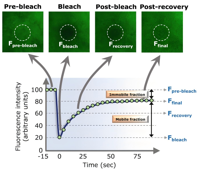 【技术应用】细胞膜流动性检测“金标准”：FRAP技术为何不可替代？-CSDN博客