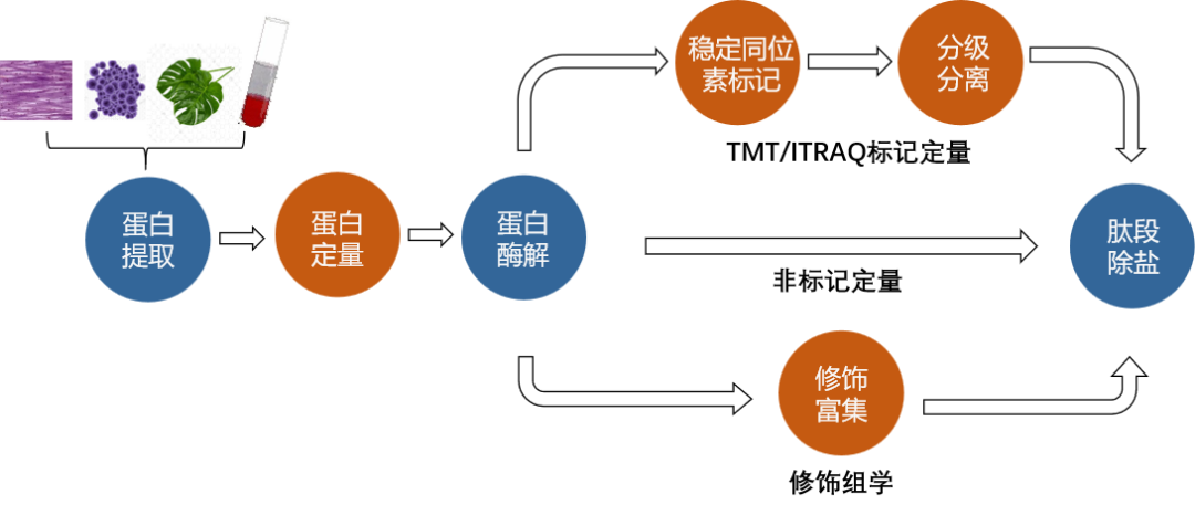 蛋白质组学基础入门系列|（五）蛋白质组学样品制备流程_蛋白提取 dtt iaa-CSDN博客