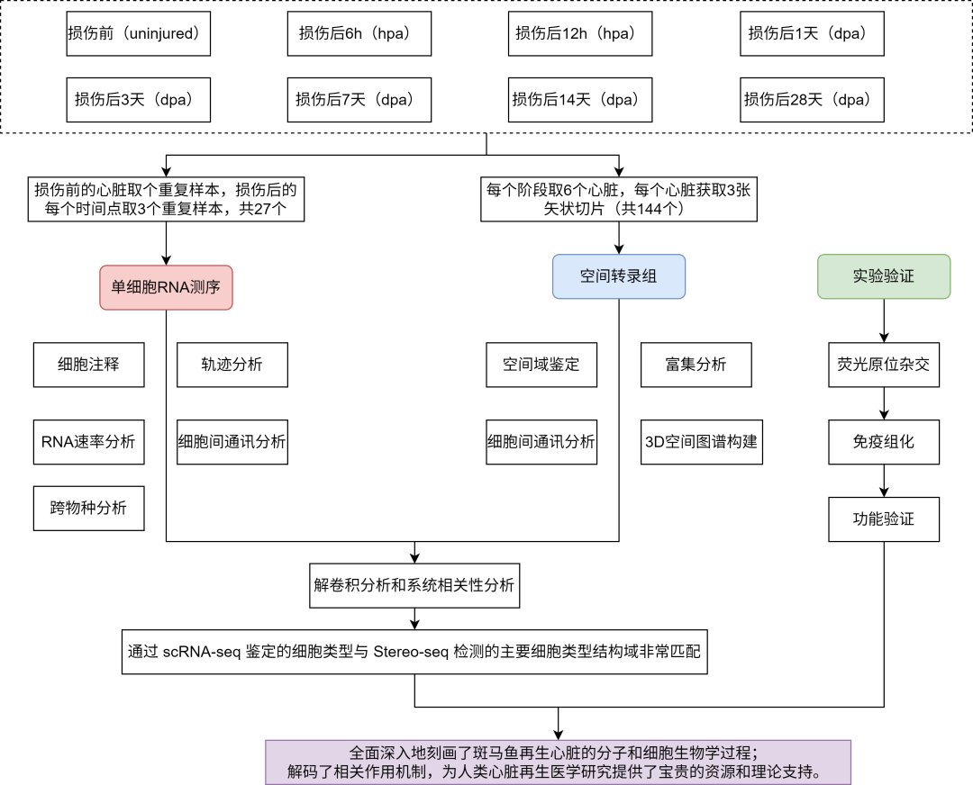 成功案例|Stereo-seq+scRNA-seq 联手破局！斑马鱼心脏再生全景图谱发布，公开数据库助力心血管再生研究-CSDN博客