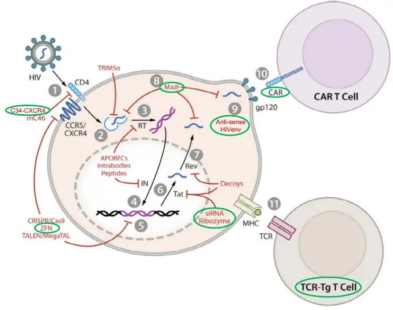 细胞毒性T细胞表面关键分子：CD4_cd4 lck-CSDN博客