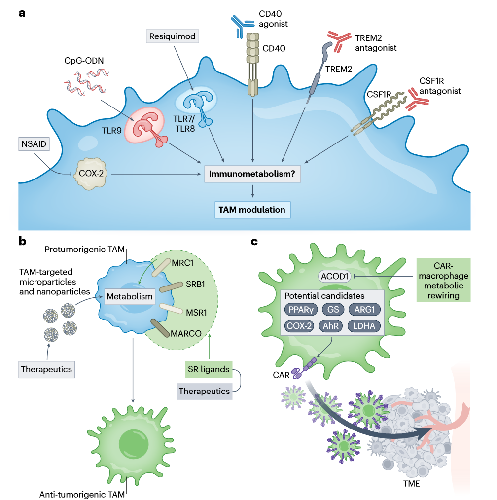 Nature Cancer | 代谢如何决定巨噬细胞的“性格”？一文梳理TAM功能背后的代谢线路图 ｜ 这组TAM代谢机制机制图学习起来_linking macrophage ...