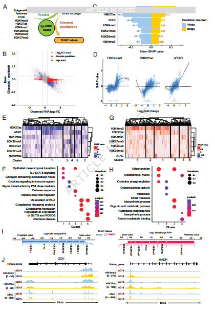 bulk RNA+ATAC+ChIP-seq+Hi-ChIP，揭秘 “燃脂脂肪” 的调控密码：表观遗传与增强子网络如何塑造米色脂肪细胞？-CSDN博客