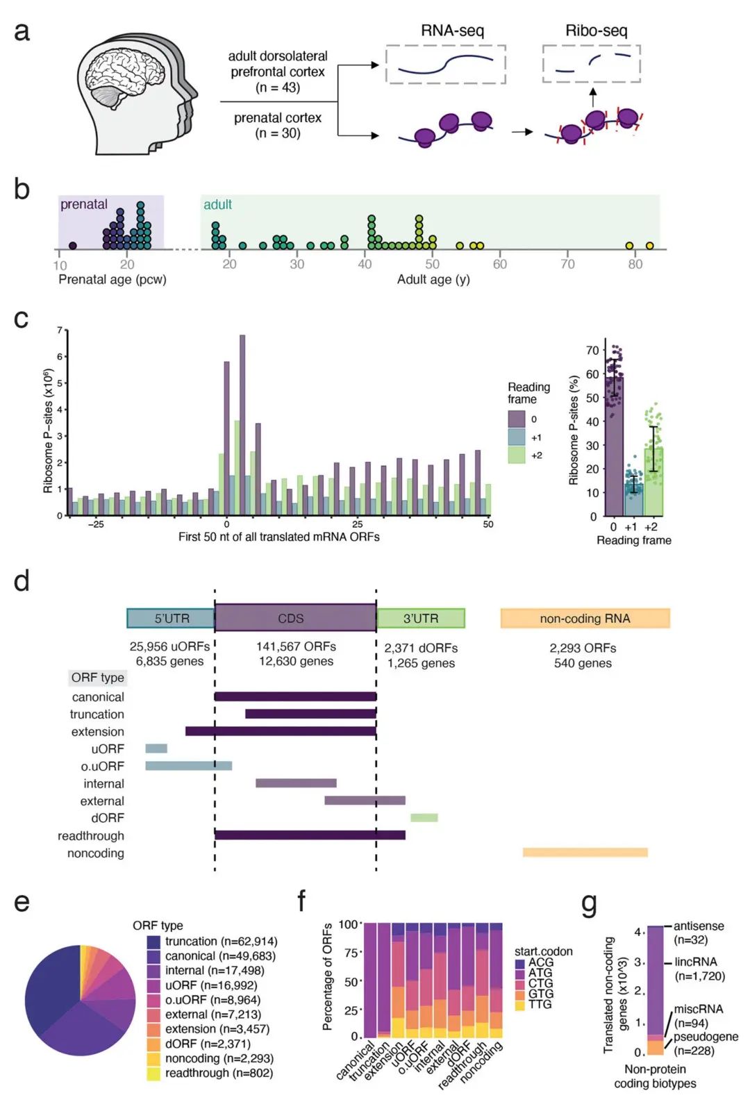 【技术应用】Ribo-seq技术揭示微蛋白的隐藏世界-CSDN博客