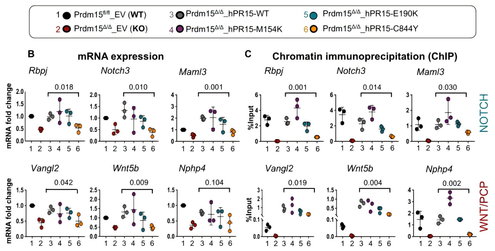 染色质免疫共沉淀定量PCR（ChIP-qPCR）-CSDN博客