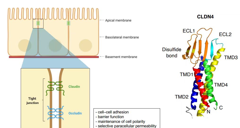 肿瘤靶点的“新宠”-Claudin18.2抗体_amg910-CSDN博客
