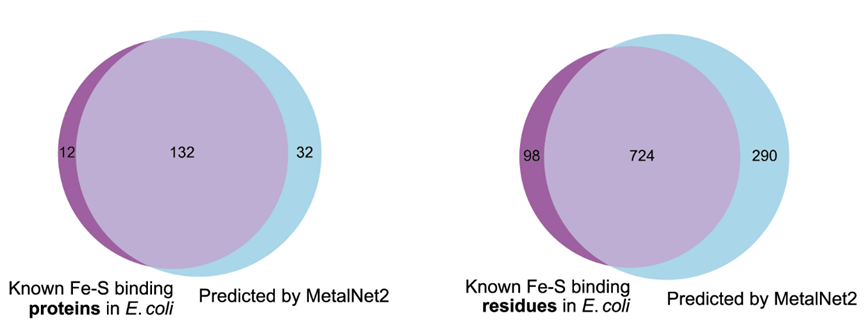 号外 | 王初课题组开发了用于预测蛋白质组中金属结合位点的在线服务器MetalNet2...-CSDN博客