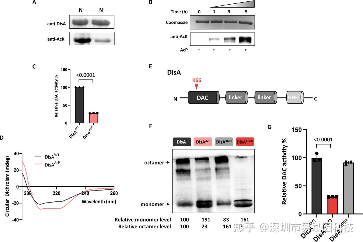 易基因：mBio：ChIP-seq助力揭示AcP依赖性乙酰化修饰网络对放线菌c-di-AMP稳态的调控机制|项目文章-CSDN博客