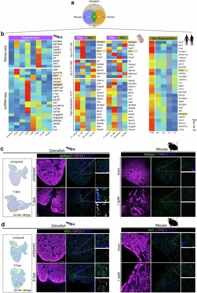 成功案例|Stereo-seq+scRNA-seq 联手破局！斑马鱼心脏再生全景图谱发布，公开数据库助力心血管再生研究-CSDN博客