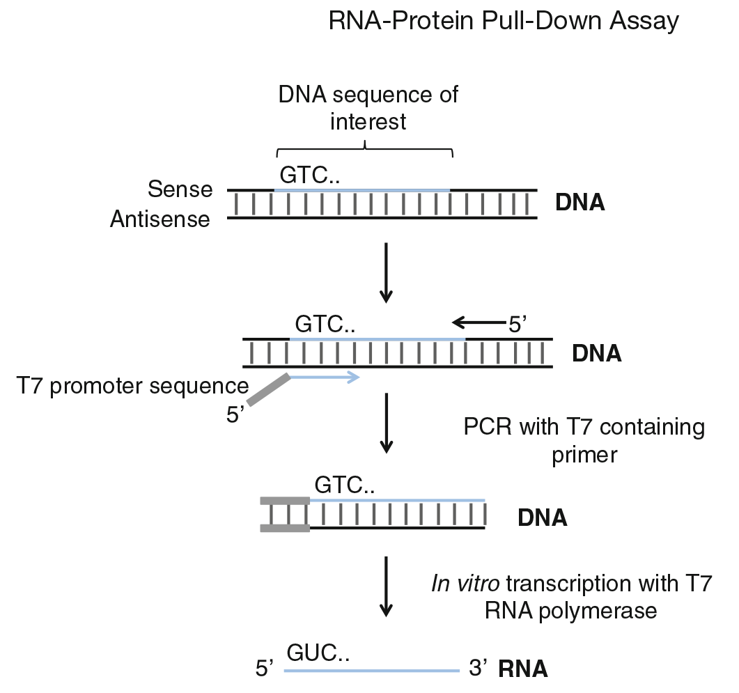 一文读懂｜RNA Pull-down实验流程（值得收藏）_sci文章中rna pull down结果怎么展示-CSDN博客