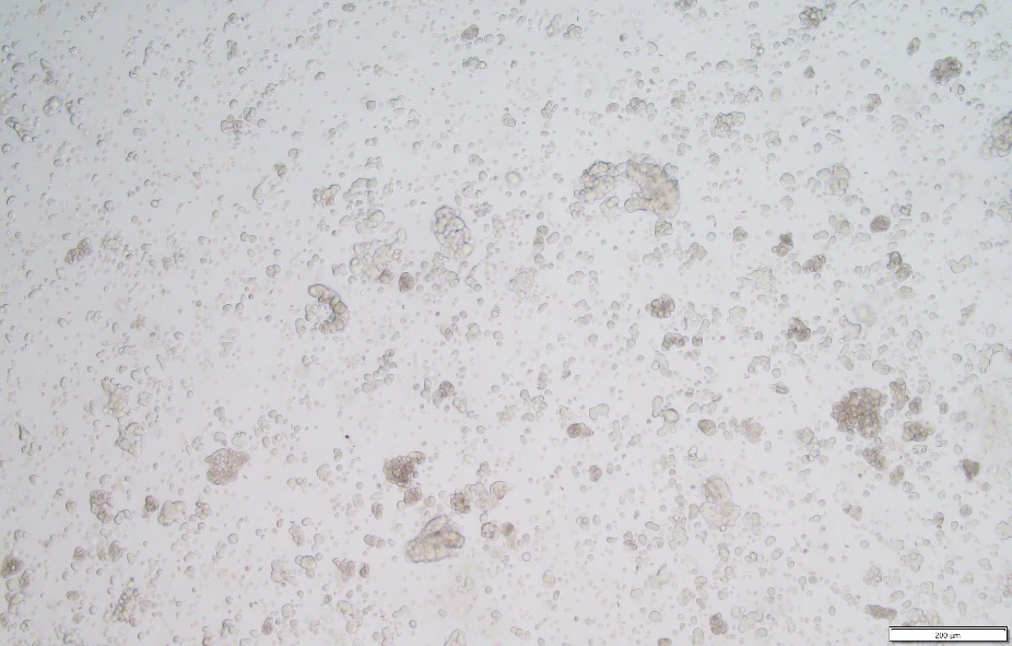 Unlocking the Secrets of Animal Brain Organoids: A Comprehensive Culturing Guide-CSDN博客