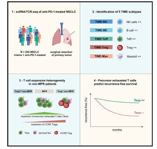 《Cell》| scRNA结合scTCR-免疫组库解析PD-1治疗非小细胞肺癌的免疫异质性_gse200996-CSDN博客