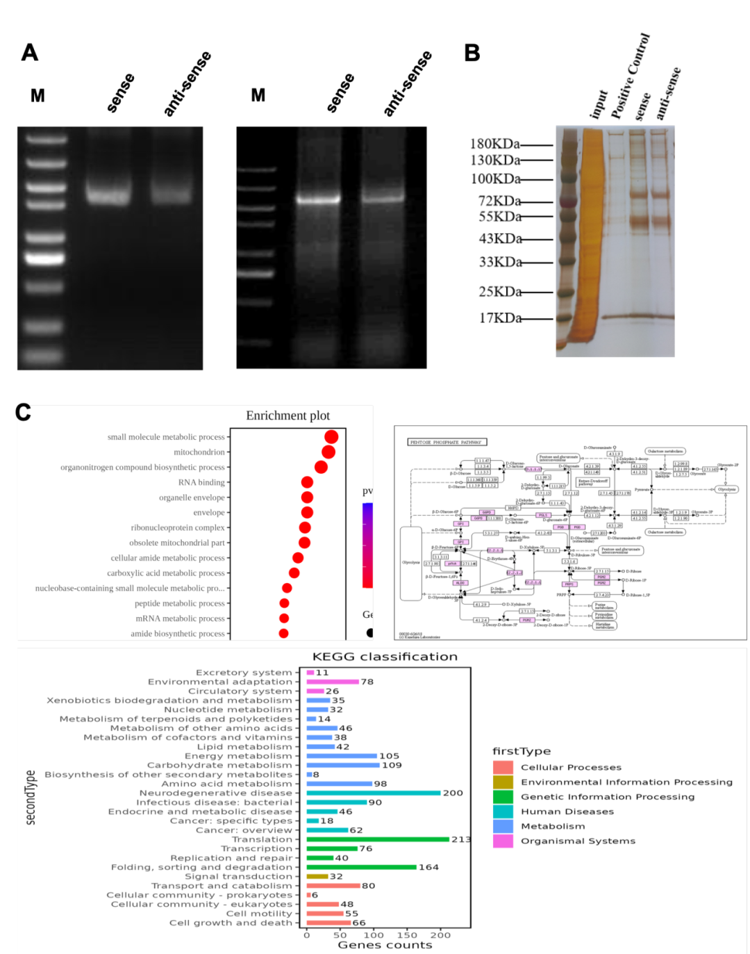 一文读懂｜RNA Pull-down实验流程（值得收藏）_sci文章中rna pull down结果怎么展示-CSDN博客