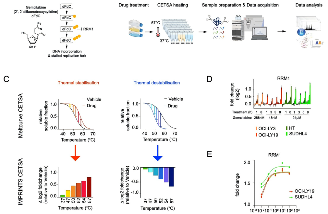 一文了解药物靶点筛选之CETSA技术_cetsa实验好做吗-CSDN博客