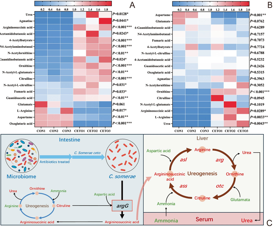 Microbiome | 宁波大学黎明团队揭示肠道微生物在鱼类氨氮解毒过程中发挥的关键作用-CSDN博客