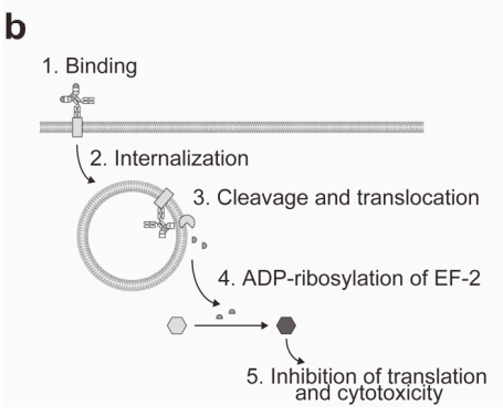 DT3C赋能ADC药物研发：高效检测抗体内化效率_dt3c protein-CSDN博客