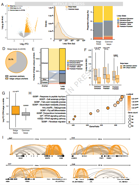 bulk RNA+ATAC+ChIP-seq+Hi-ChIP，揭秘 “燃脂脂肪” 的调控密码：表观遗传与增强子网络如何塑造米色脂肪细胞？-CSDN博客