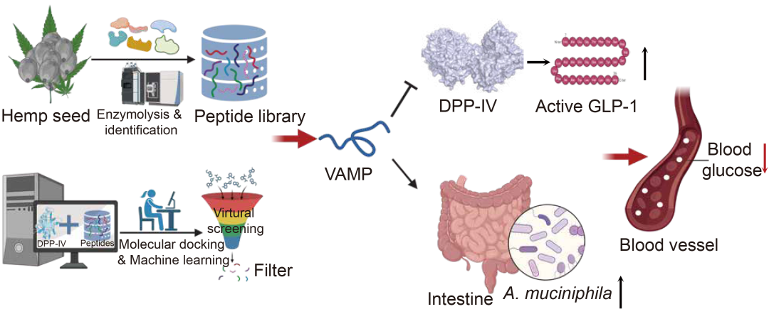 iMeta | 清华大学深圳院邢新会组-火麻仁DPP-IV抑制肽挖掘方法构建及其调控肠道菌群改善糖代谢机制解析-CSDN博客
