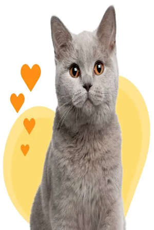 基于Numpy实现图像处理_numpy转pil-CSDN博客