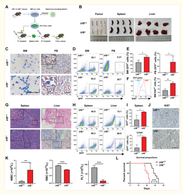 AbMole| 探索T细胞急性淋巴细胞疾病：m6A 修饰对 IRF8 的调控及作用机制_pik3r5下调-CSDN博客