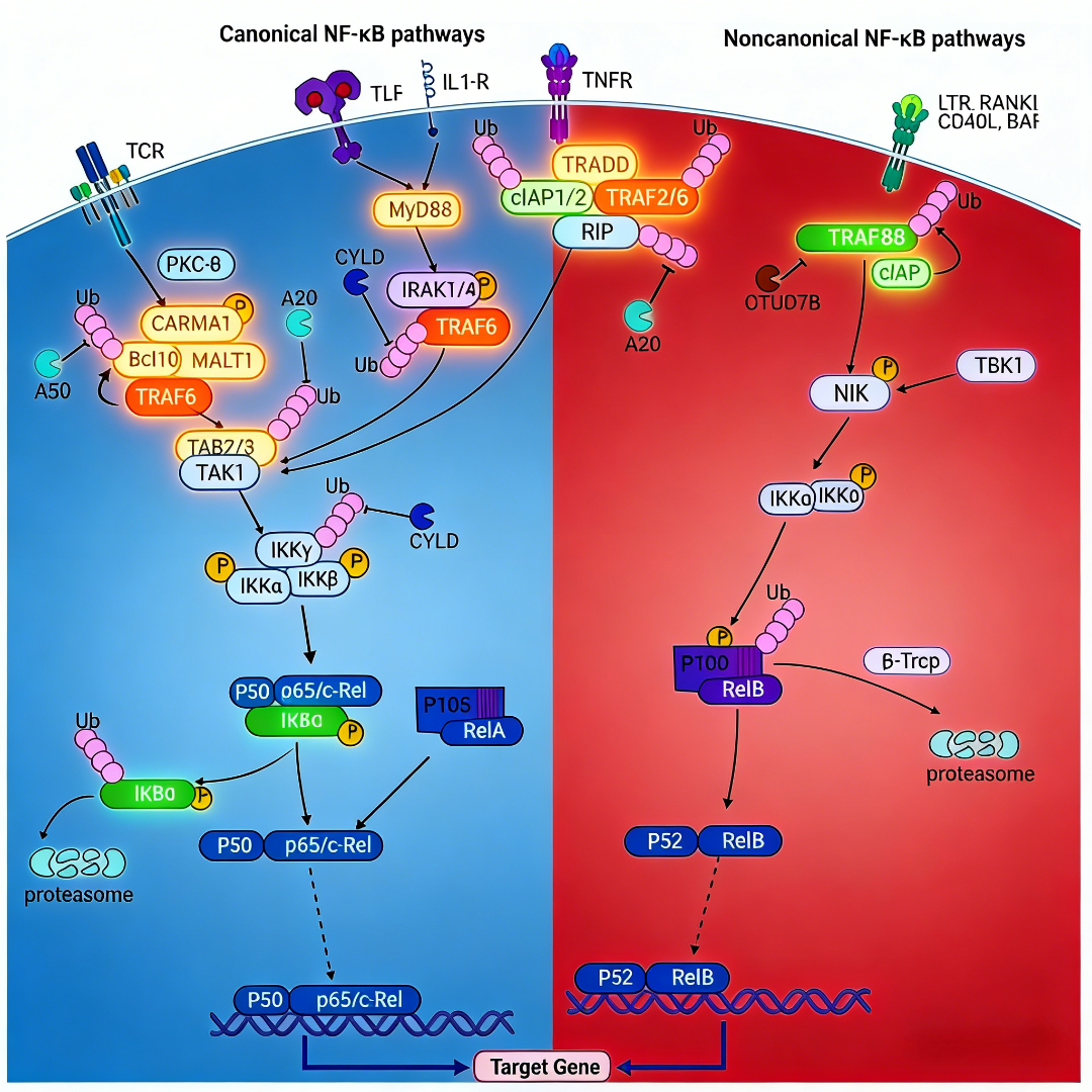 靶向NF-κB p105（Ser932）如何精细调控信号传导？-CSDN博客