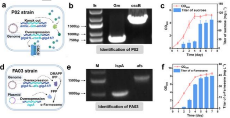 北京化工大学卫敏/豆义波/谭天伟、西安交通大学费强，新发Angew！_豆义波 北京化工大学-CSDN博客