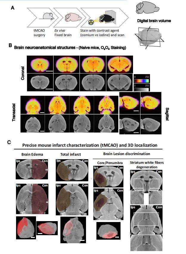 生物测试：Micro-CT深入解析_microct测试孔隙率原理-CSDN博客
