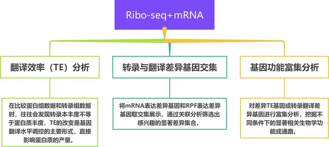 Ribo-seq+多组学：解码基因表达的“隐藏维度”_rio-seq 黑匣子-CSDN博客