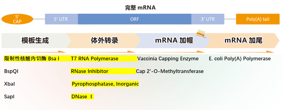 探索mRNA疫苗生产流程：酶产品的核心角色_mrna体外转录-CSDN博客