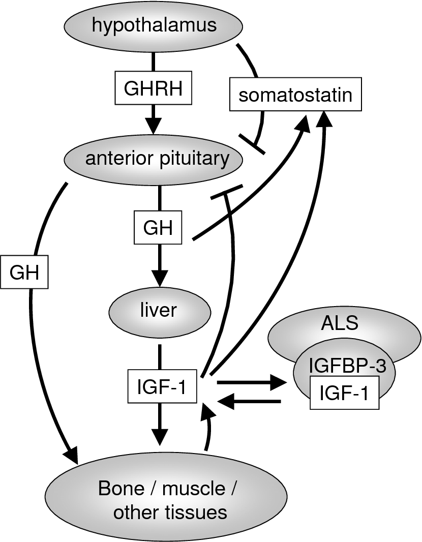 生长激素铁三角：GH、IGF-1及IGFBP-3_gh-igf-1轴是什么意思-CSDN博客