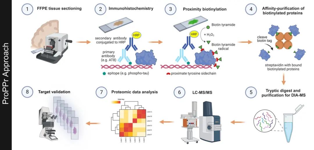 探针依赖性邻近分析（ProPPr）揭示了Tau蛋白病之间p-Tau相关蛋白质组的异同-CSDN博客