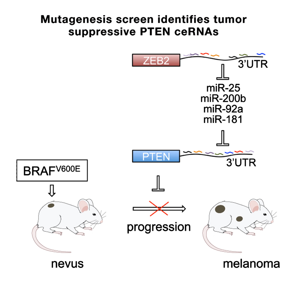 ceRNA机制研究常见套路-CSDN博客