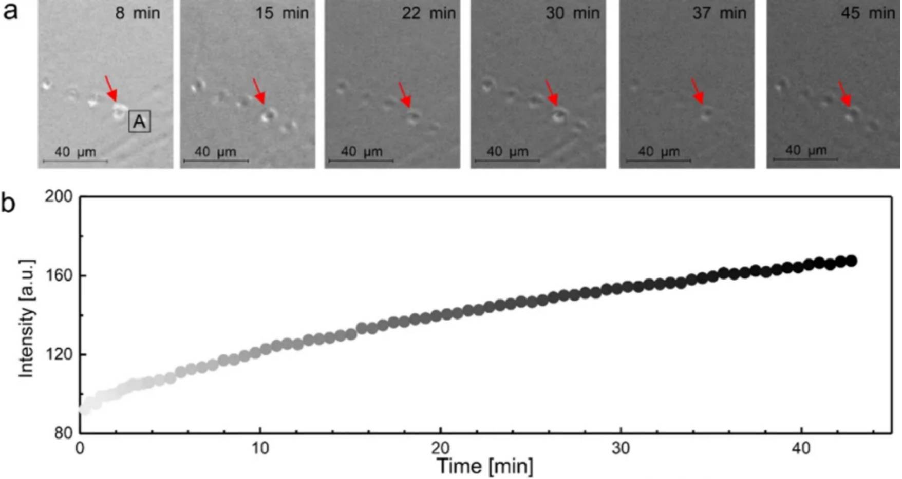 突破真空枷锁-环境扫描电镜（ESEM）原位表征“自然状态”样品_水凝胶溶胀状态下网络结构的变化esem观测-CSDN博客
