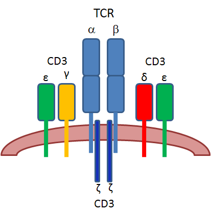 CD3的特性与功能_cd3 zeta cd3 epsilon cd3d这三个指标的区别-CSDN博客