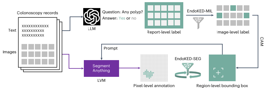 第七篇--Nature Biomedical Engineering IF=26.8 | EndoKED：LLM+LVM强强联合，内镜AI迎来 ...