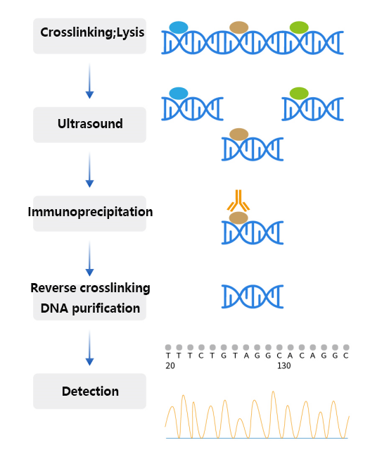 Chromatin Immunoprecipitation (ChIP) Handbook-CSDN博客