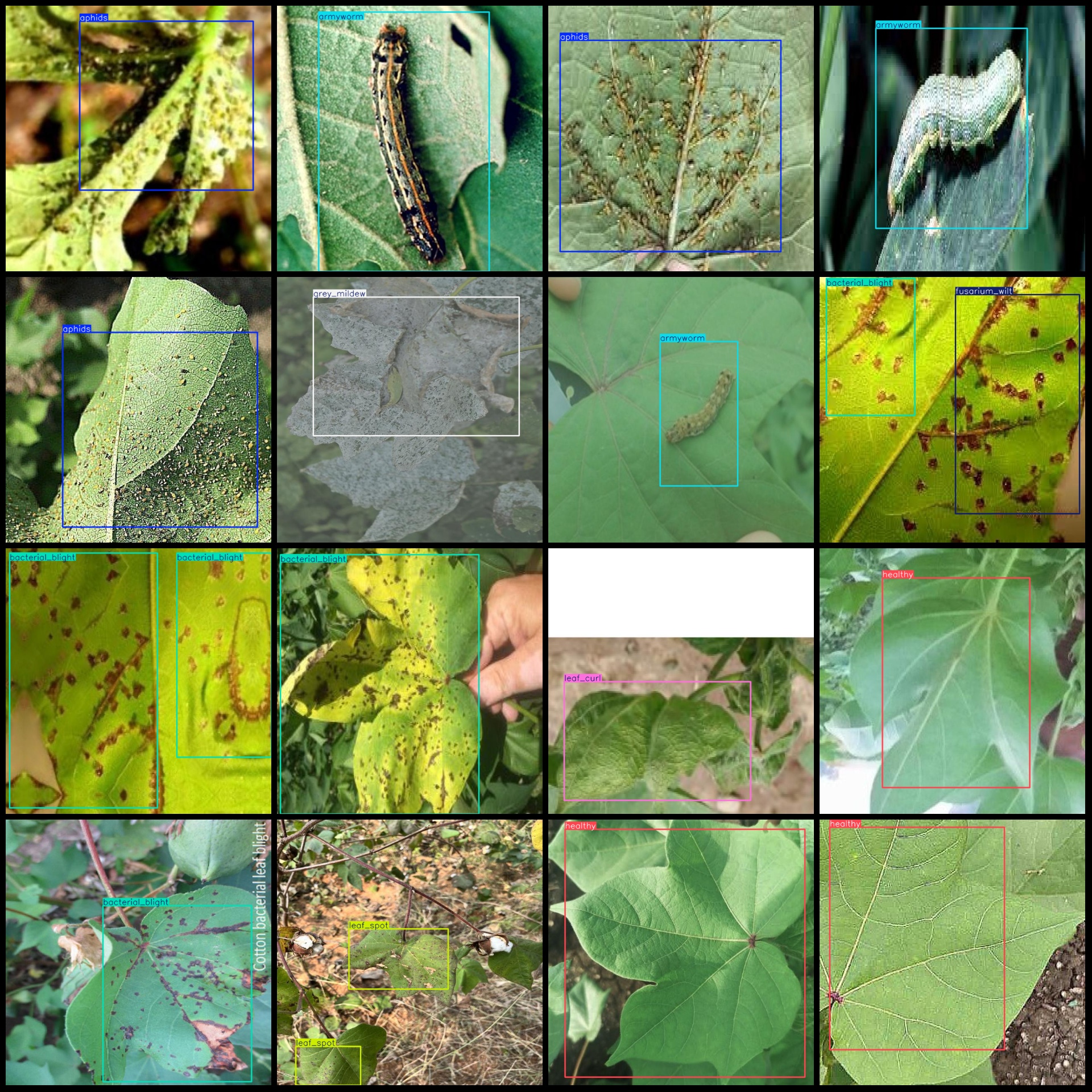 棉花叶子病虫害检测数据集VOC+YOLO格式5400张8类别-CSDN博客
