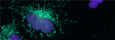 NanoTag-sdAb抗mNeonGreen生物素-明亮的单体绿色荧光蛋白研究_mneongreen荧光蛋白-CSDN博客