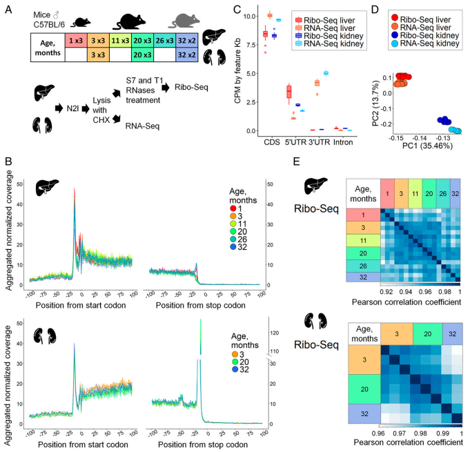 Ribo-seq-CSDN博客